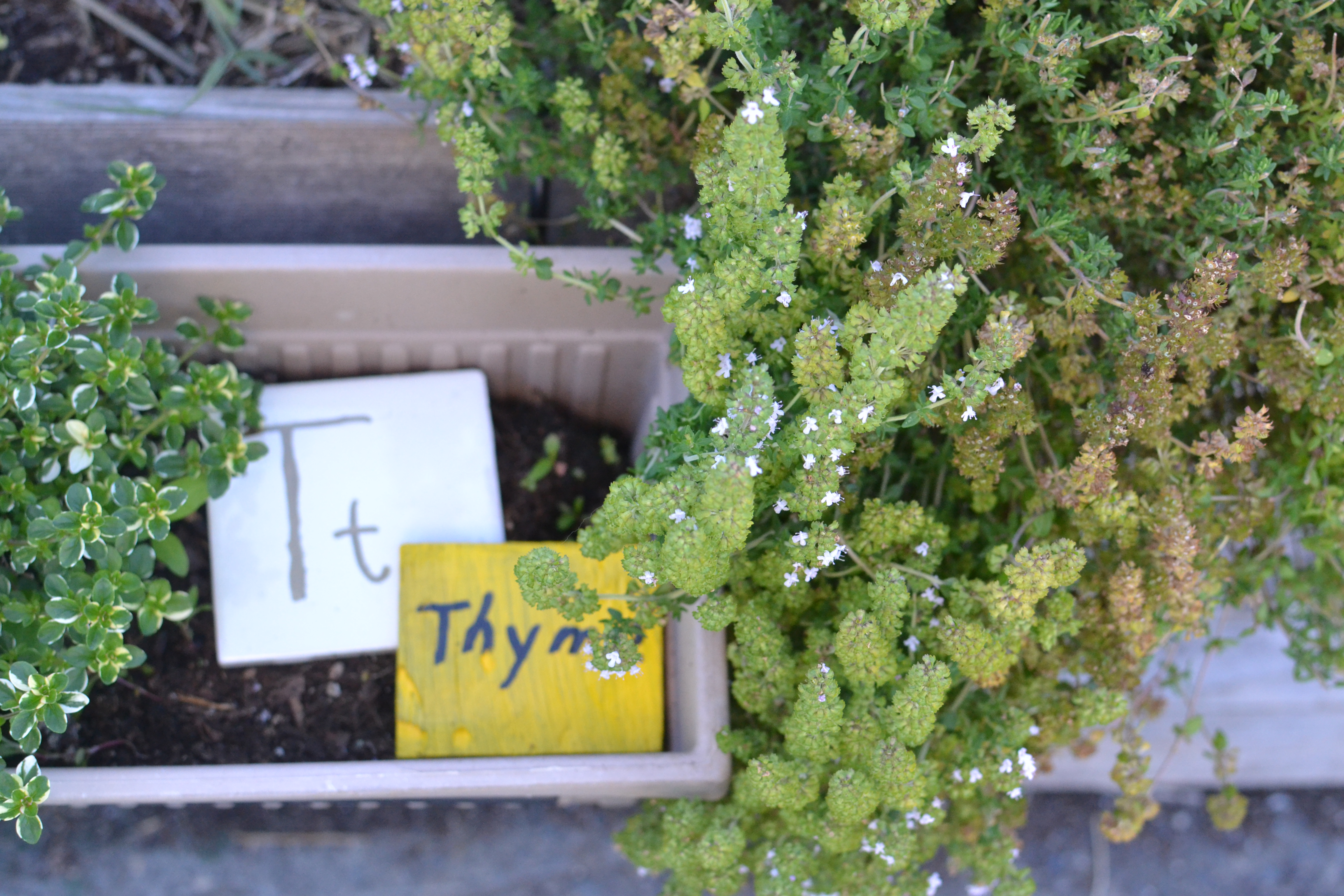 UpGarden P-Patch – Bringing P-Patches to New Heights