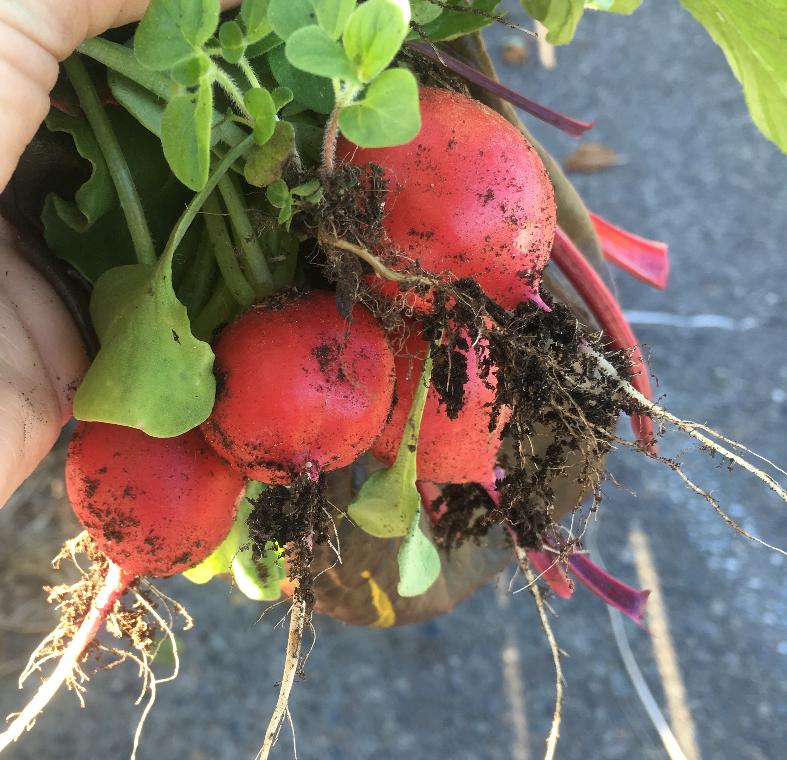 UpGarden P-Patch – Bringing P-Patches to New Heights